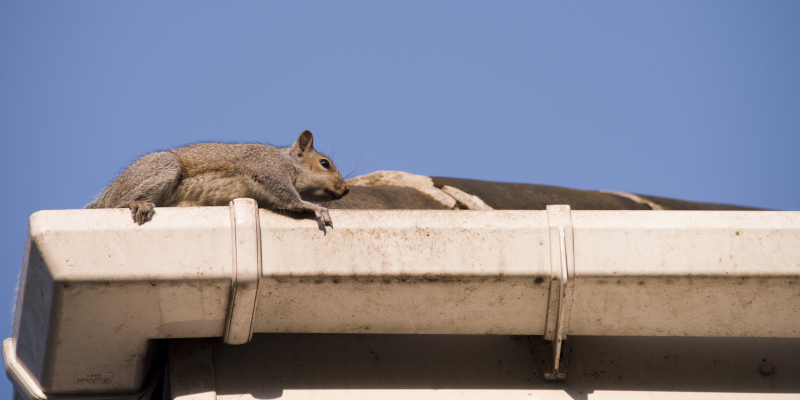 How to Tell if You Need Squirrel Removal Services | A-1 Wildlife Control