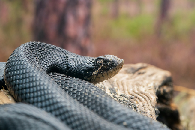 Why it’s Important to Hire an Expert for Snake Removal