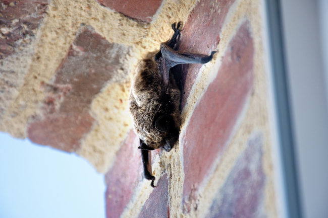 Confronting Myths About Bats and Bat Removal | A-1 Wildlife Control