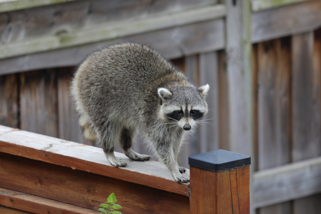 3 Wildlife Prevention Tips For Keeping Animals Out of Your Home | A-1 ...