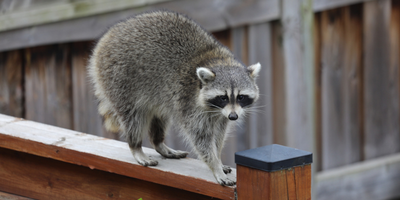 3 Wildlife Prevention Tips For Keeping Animals Out of Your Home | A-1 ...